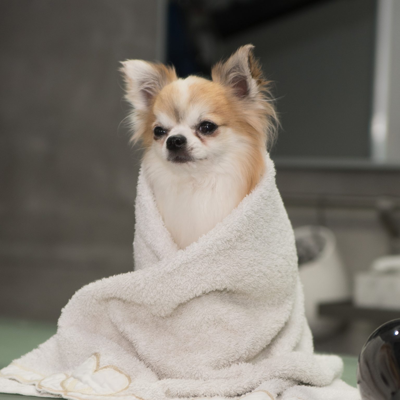 Pompon Studio – Strzyżenie i pielęgnacja psów