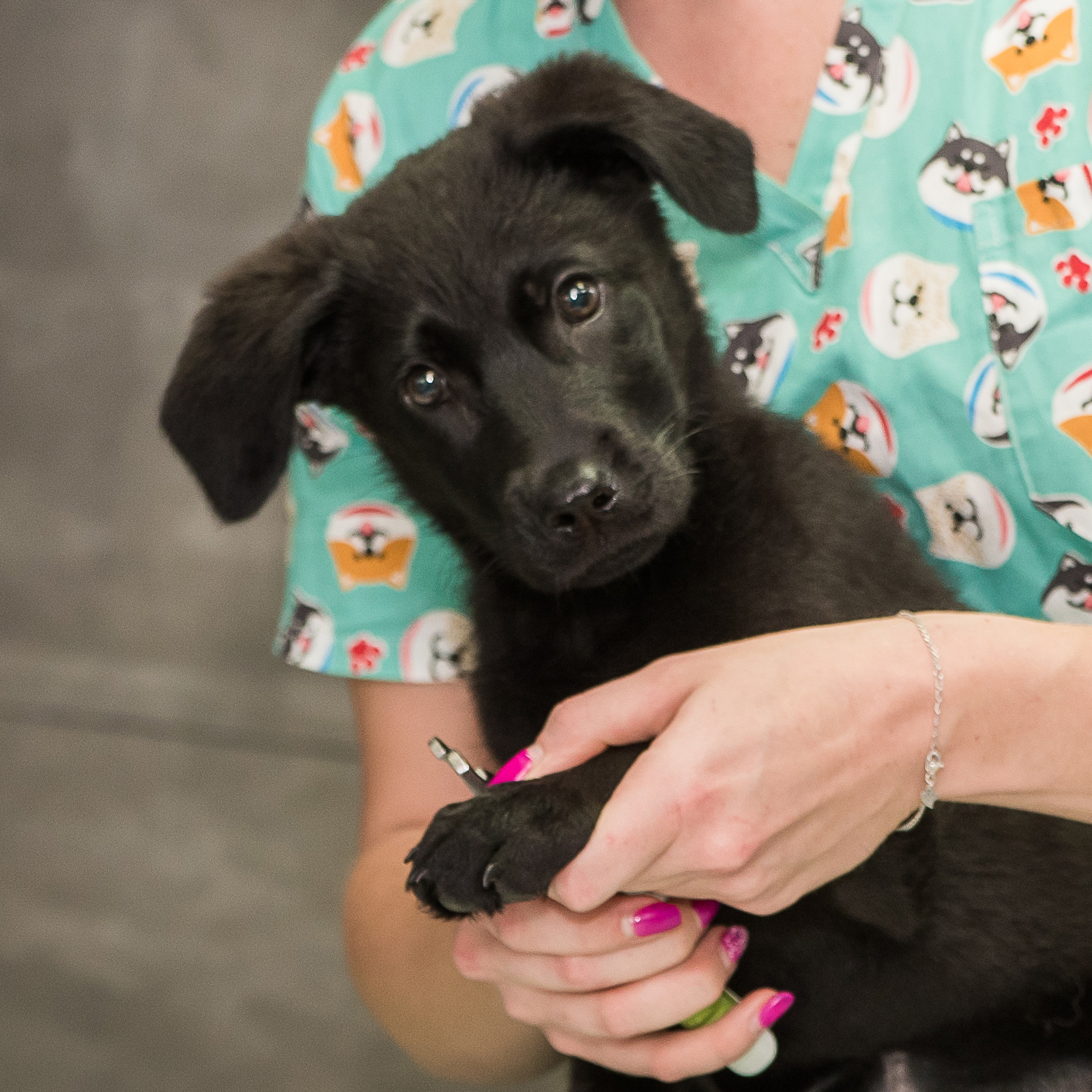 Pompon Studio – Strzyżenie i pielęgnacja psów