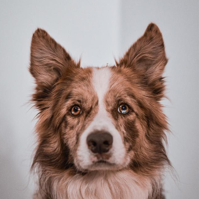 Pompon Studio – Strzyżenie i pielęgnacja psów