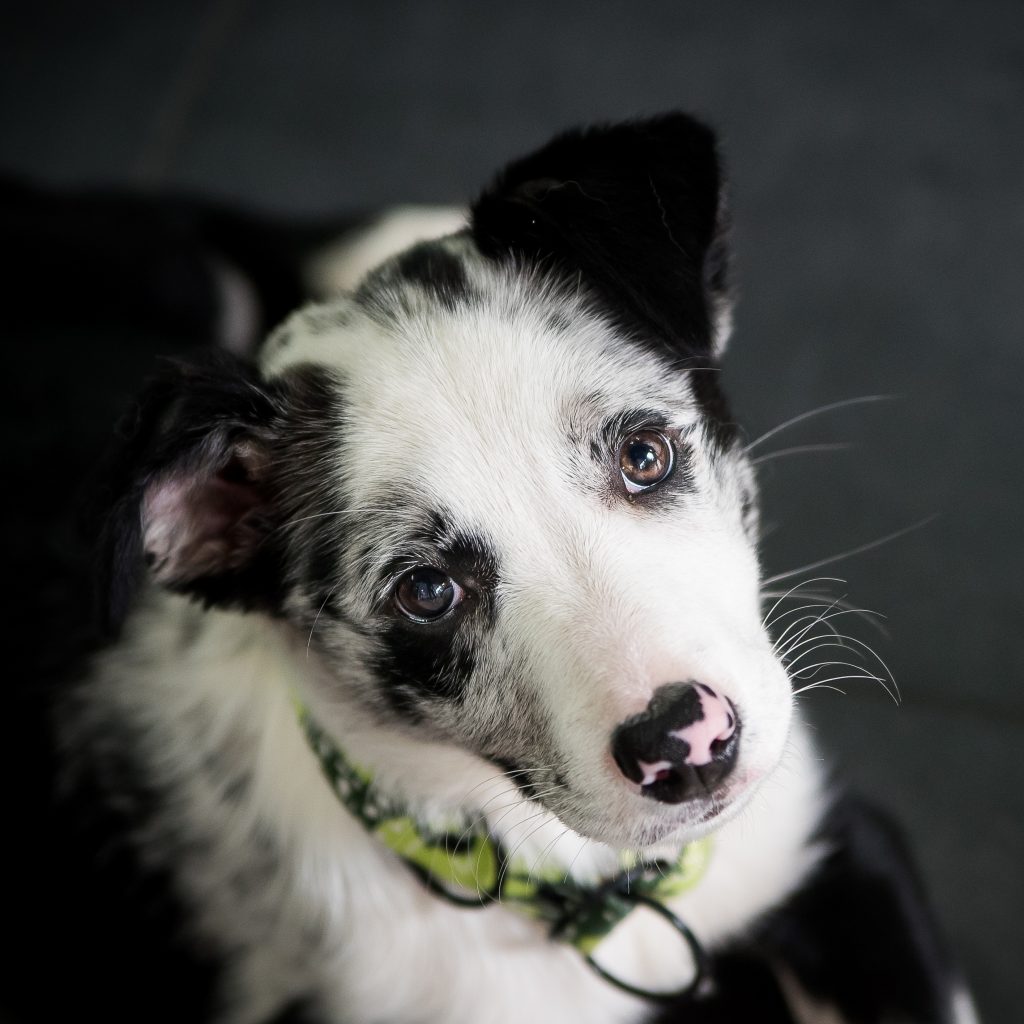 Pompon Studio – Strzyżenie i pielęgnacja psów